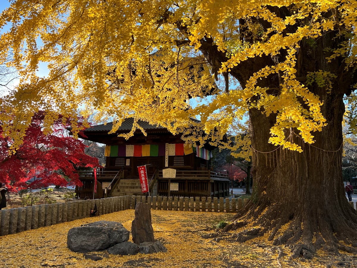 栃木県足利市の夜散歩が美しすぎる！2023年「足利灯り物語」で行灯、和傘、花手水の癒し｜株式会社オマツリジャパン